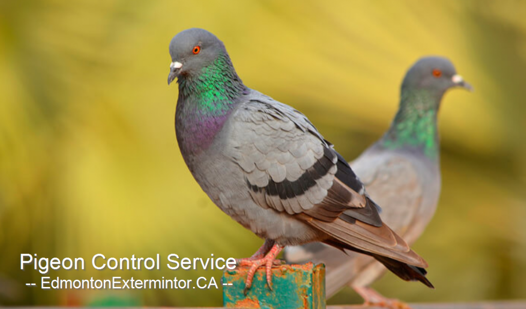 Pigeon Control | Edmonton Exterminator
