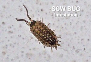 Sow Bug Infestation is a nightmare to deal with | Edmonton Exterminator