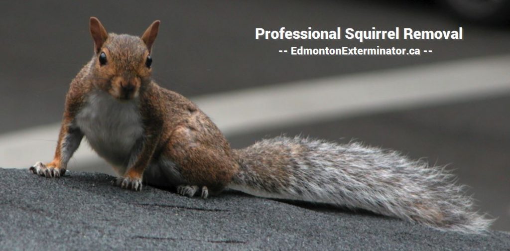 Squirrel Removal | Edmonton Exterminator
